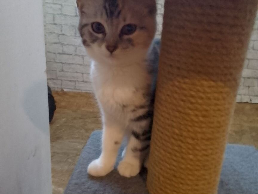 Красивая кошечка