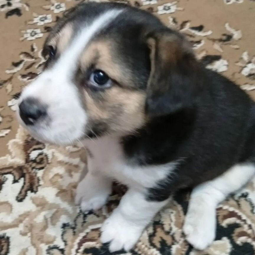 Американский стаффордширский терьер, щенок