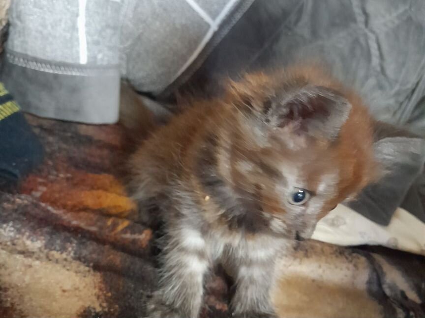 Кошка