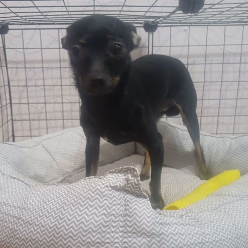 Русский той-терьер, щенок