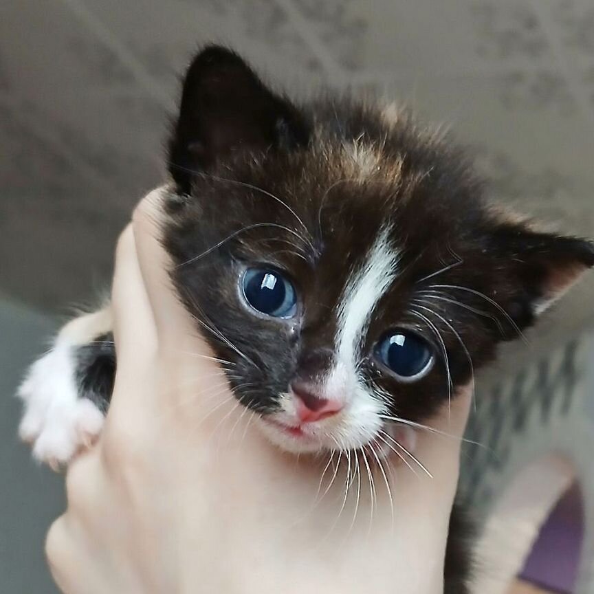 Котята. Котята бесплатно