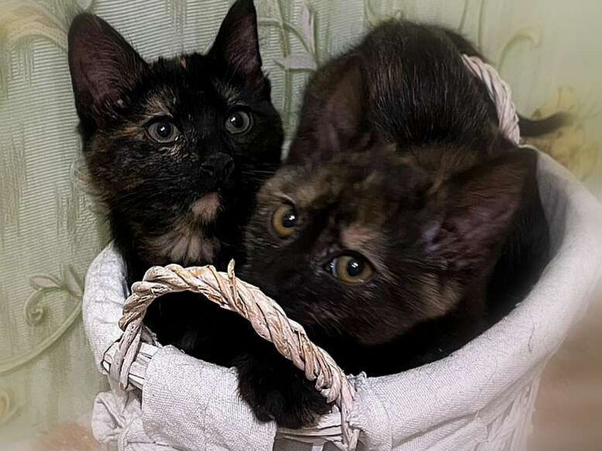 Котят оставили зимовать на даче