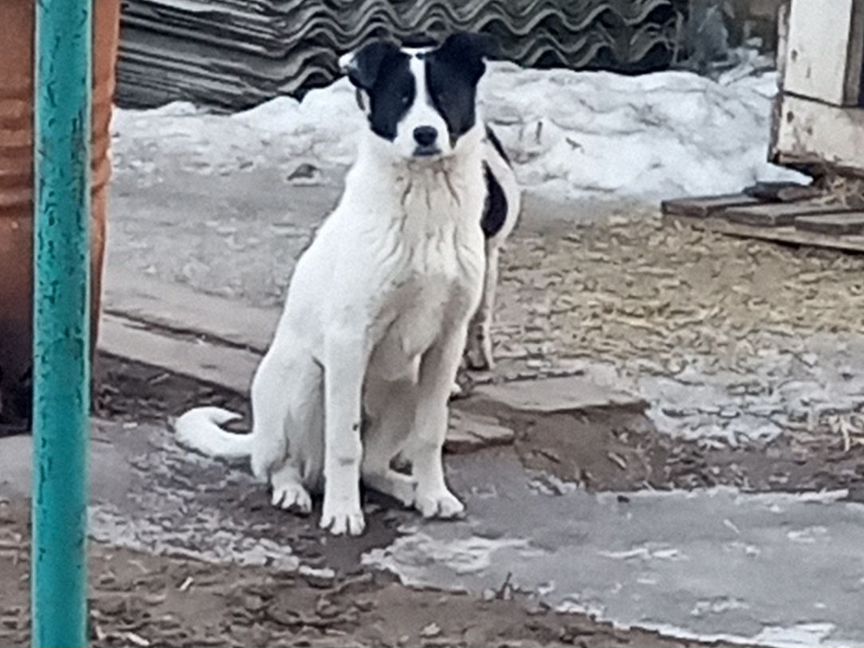 Собака в добрые руки отдам бесплатно