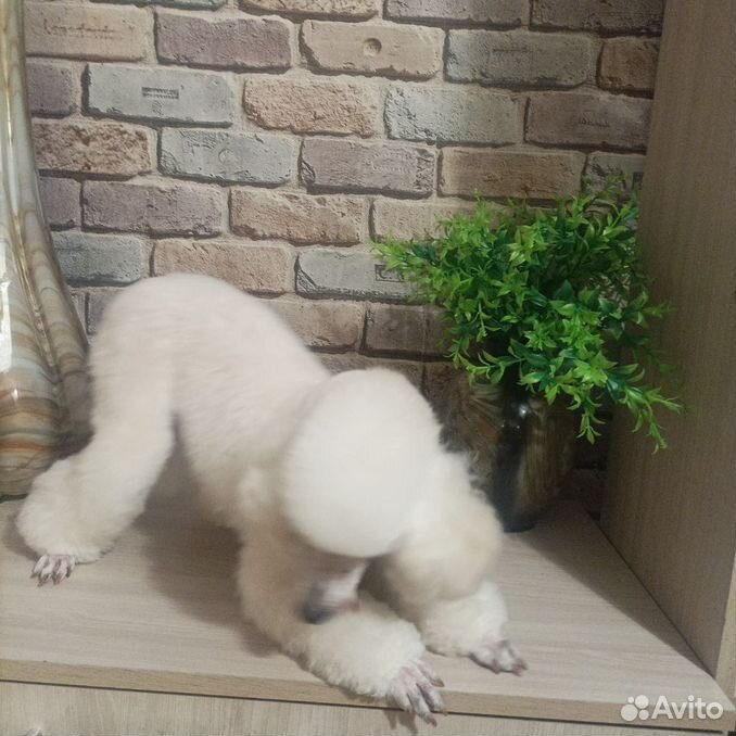 Необычной красоты пудель тойка