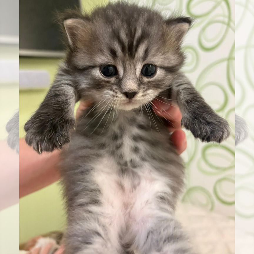 Сибирский котёнок