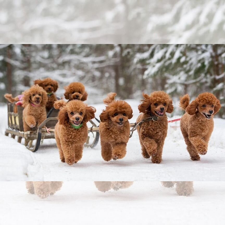 Той-пудель, щенок