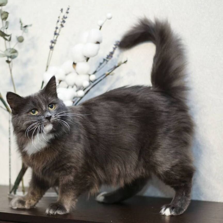 Кошка Мафия в добрые руки