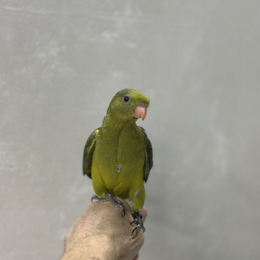 Роскошный горный ручной попугай выкормыш