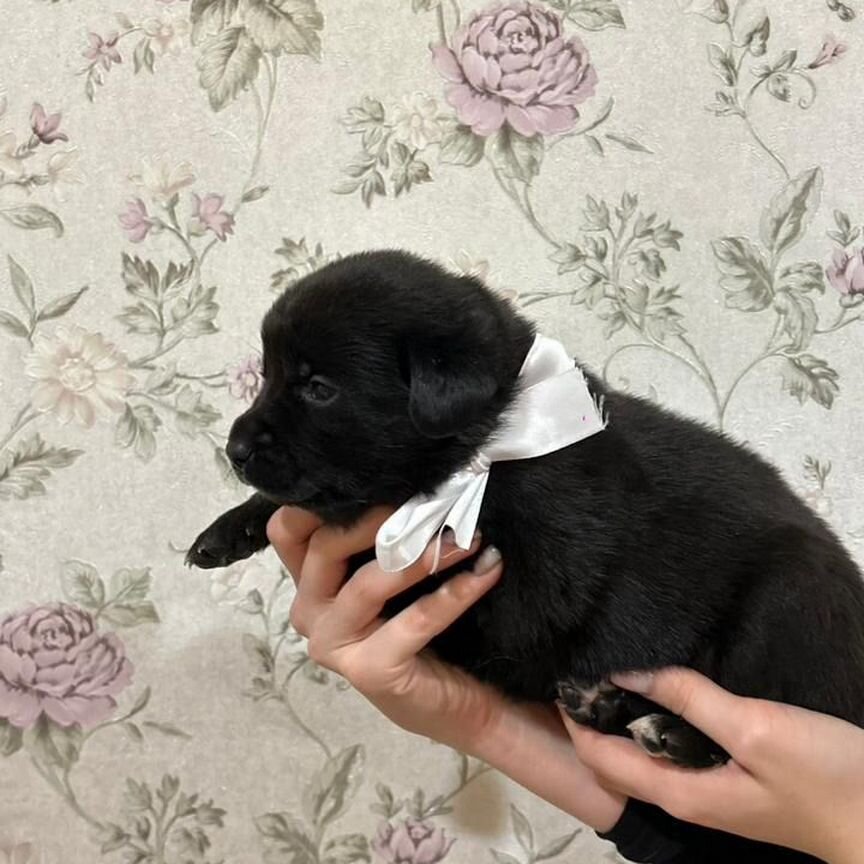 Щенок в добрые руки