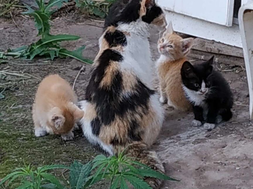 Котята в добрые руки