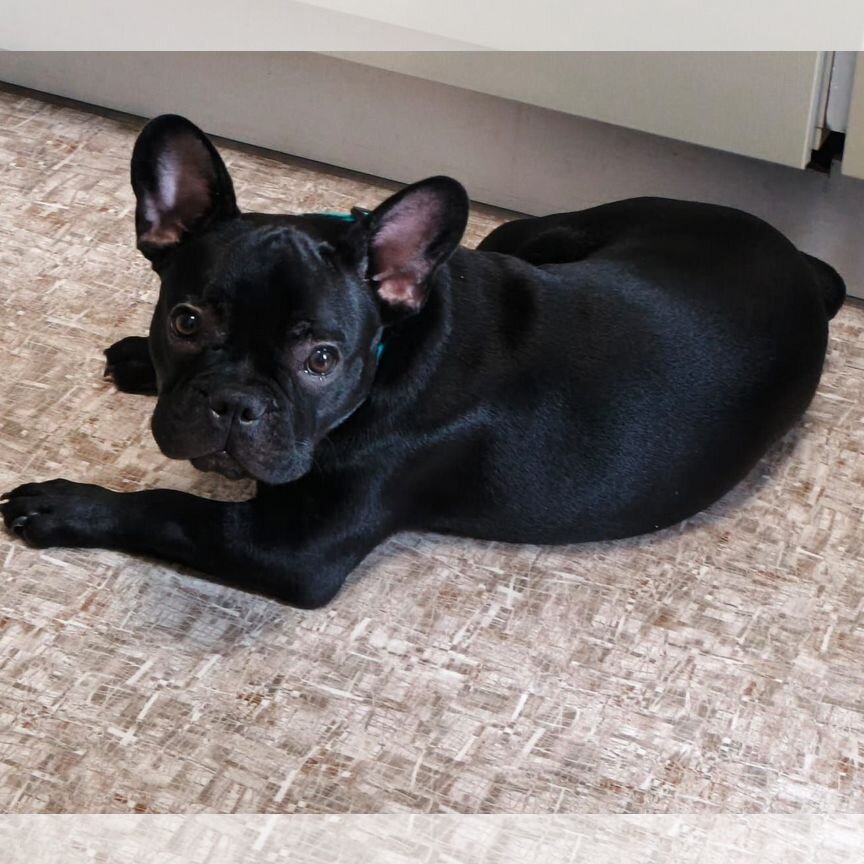 Французский бульдог