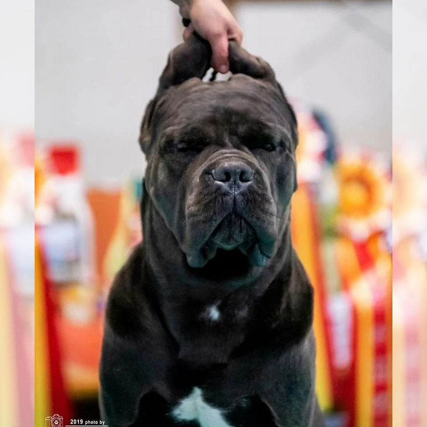 Кане-корсо, щенок