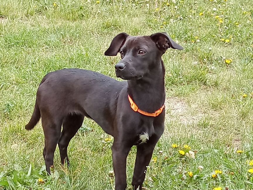 Щенок метис, отдам в добрые руки