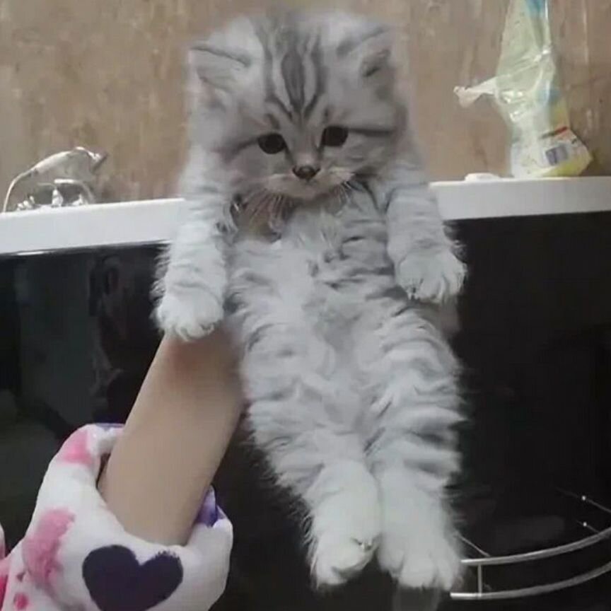 Шотландская прямоухая девчуля