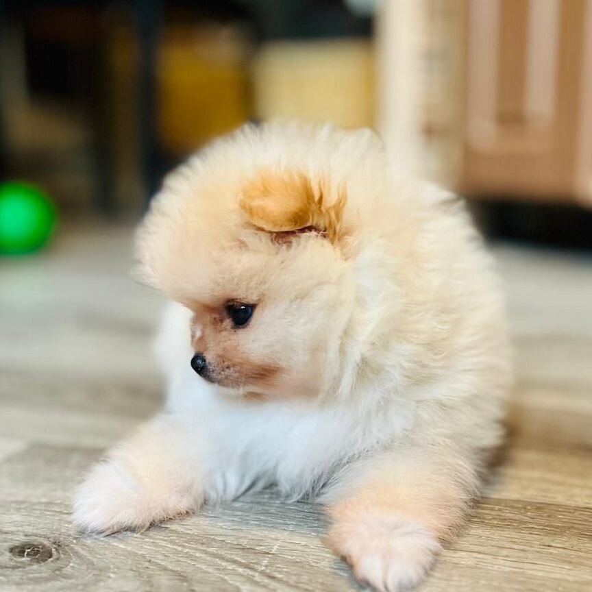 Померанский шпиц, щенок