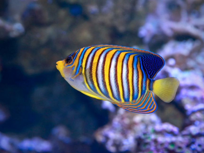 Ангел диакантус