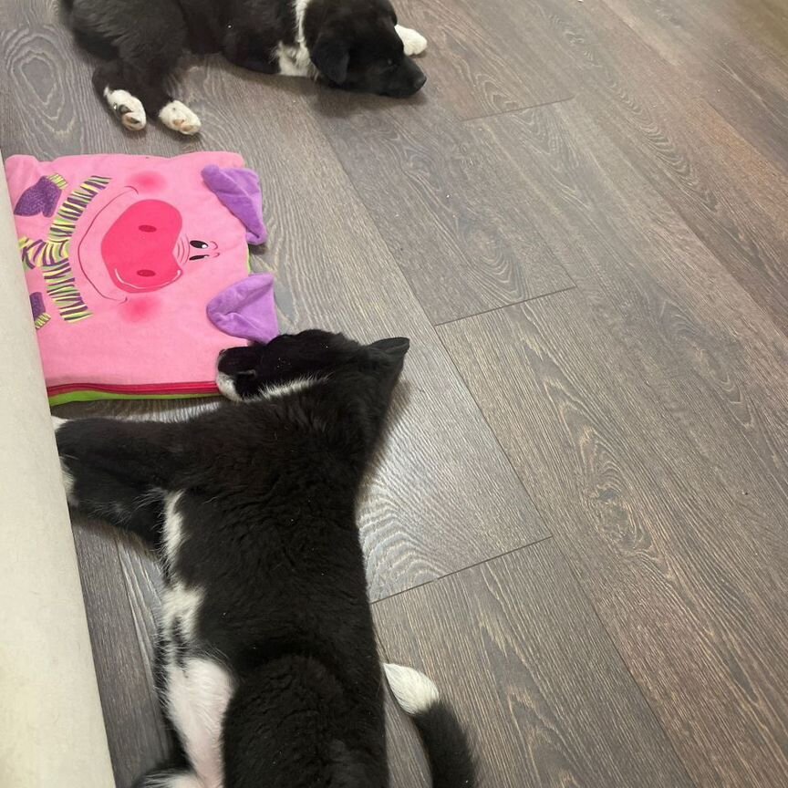 2 собаки помесь американской акиты