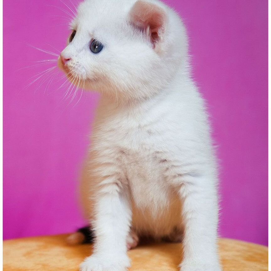 Малыш Беляш в добрые руки