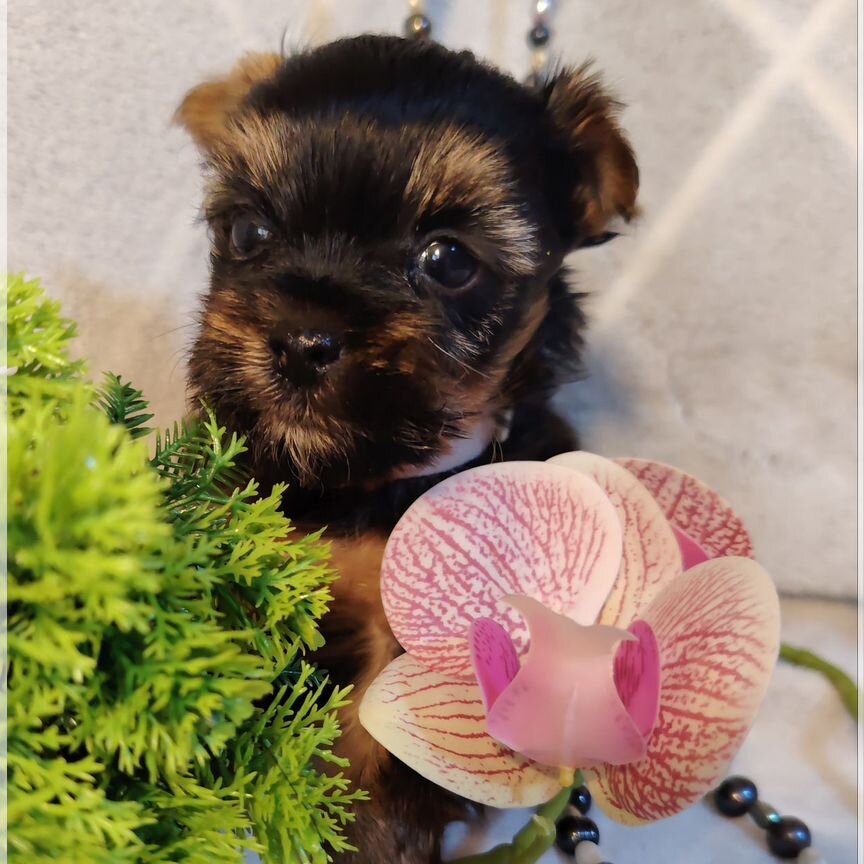 Йоркширский терьер, щенок