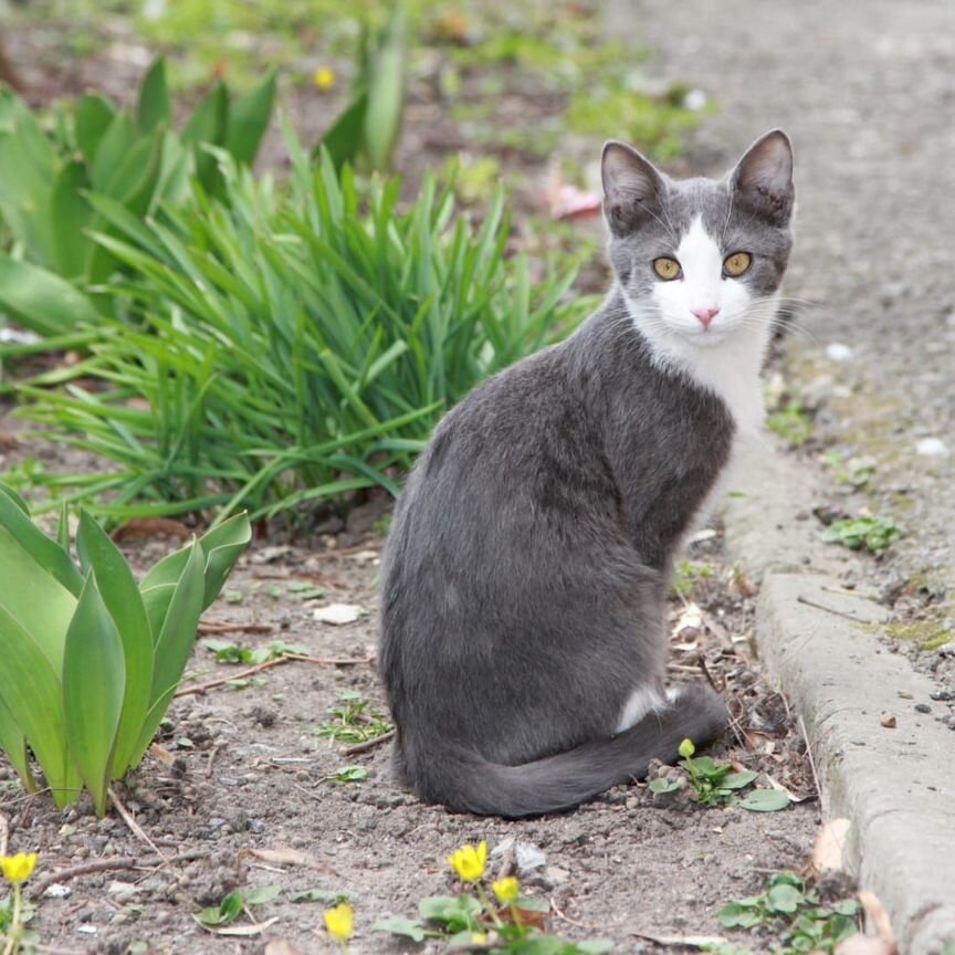 Очень ласковый мышелов