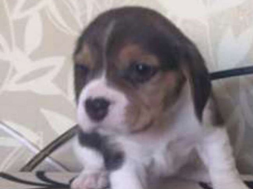 Щенки бигль