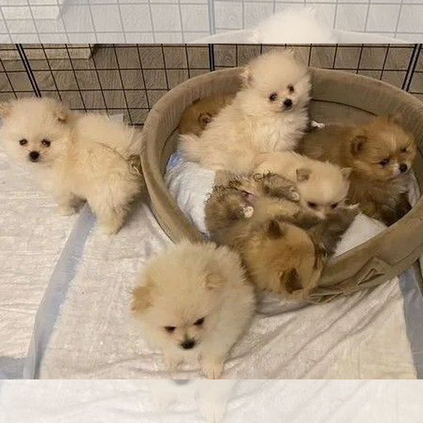 Щенки шпица