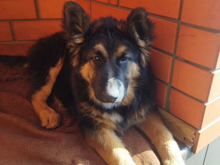 Немецкая овчарка щенок мальчик