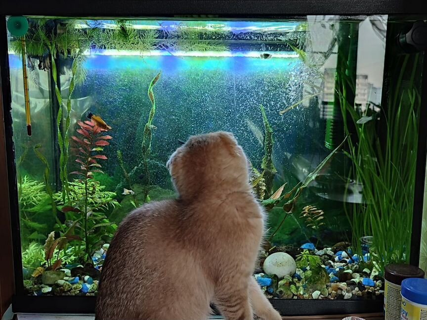 Аквариумные растения прополка