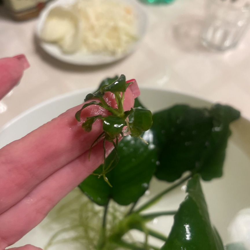 Растишка для аквариума