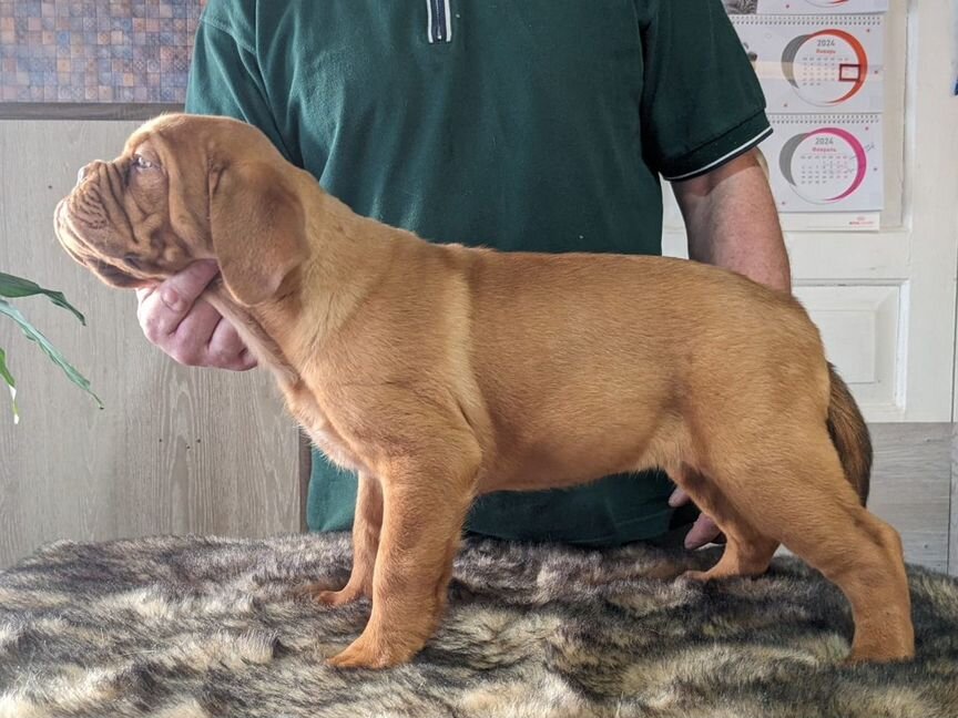 Мастиф щенки