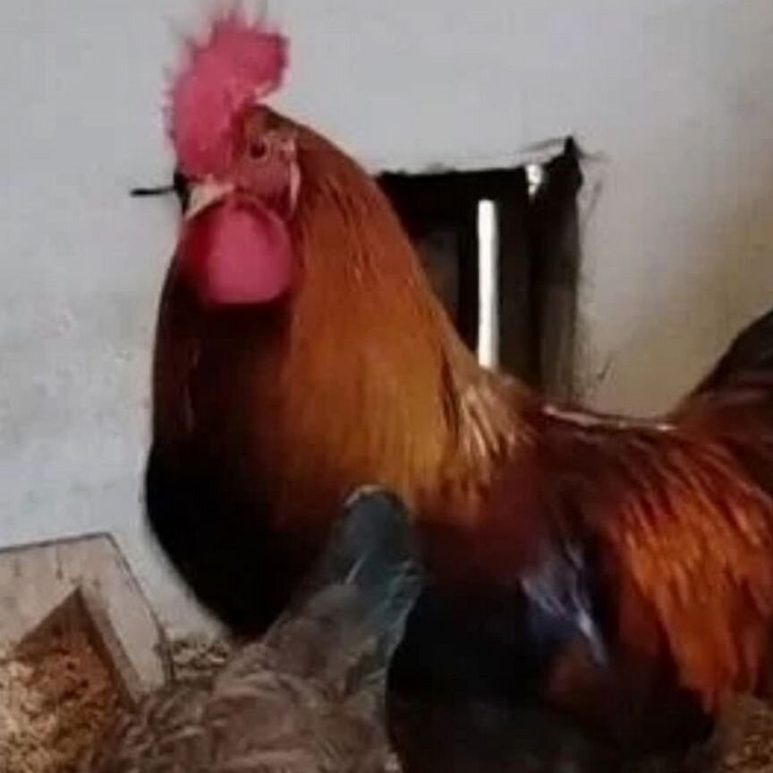 Куры петухи