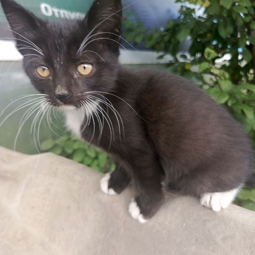 Котята в добрые руки бесплатно