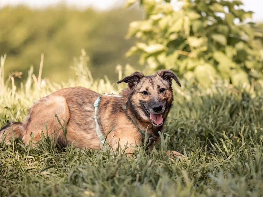 Миниатюрная Мия собака из приюта в добрые руки