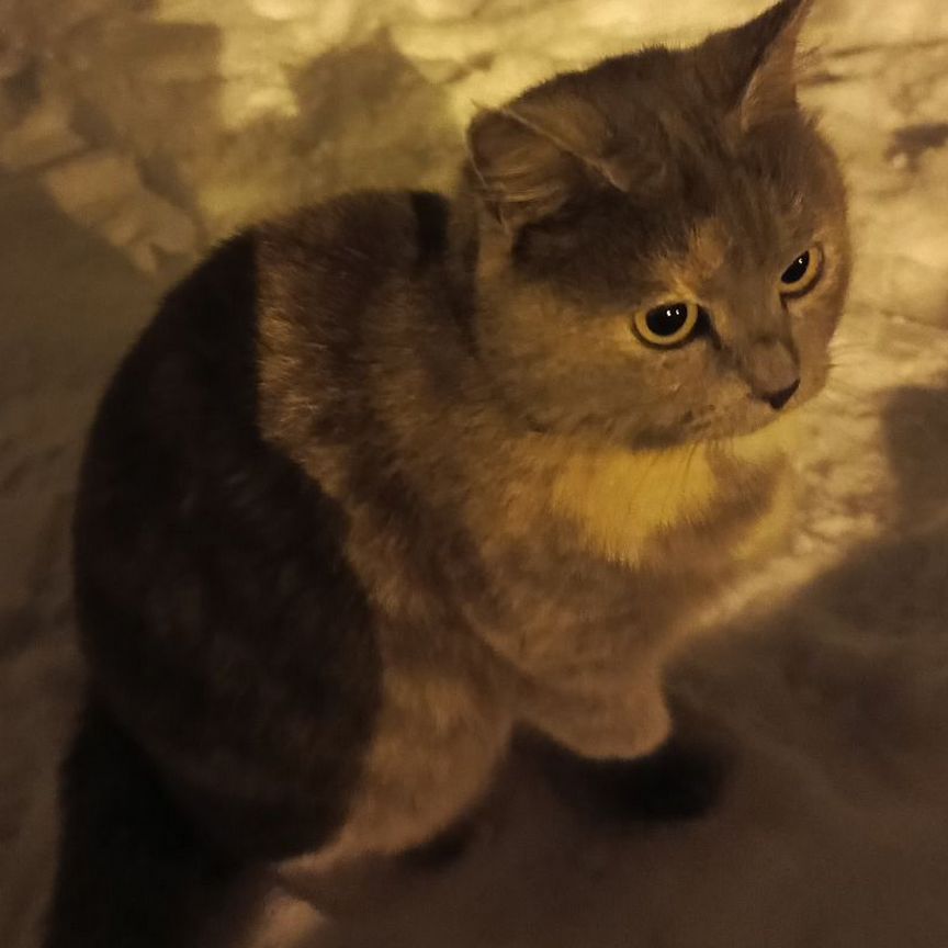 Взрослая, Девочка кошка в добрые руки