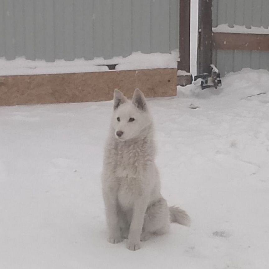 Западносибирская лайка, щенок