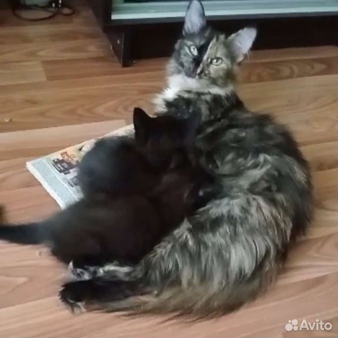 Кошка шикарного редкого цвета с котятами