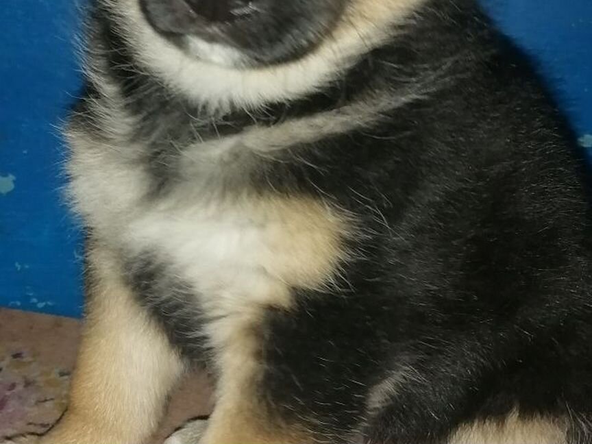 Щенок от немки