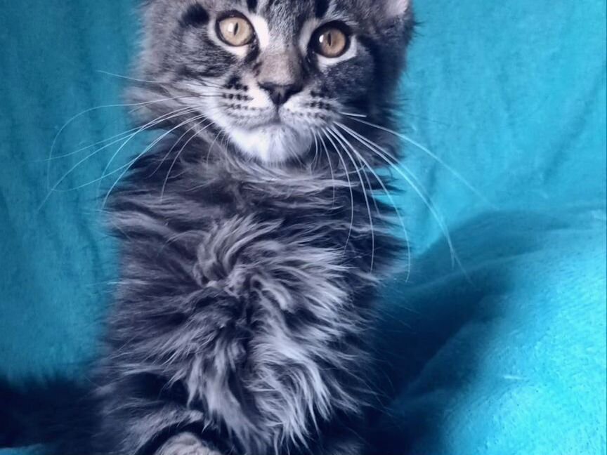 Котята мейн-кун