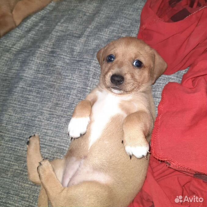 Щенки мини таксы