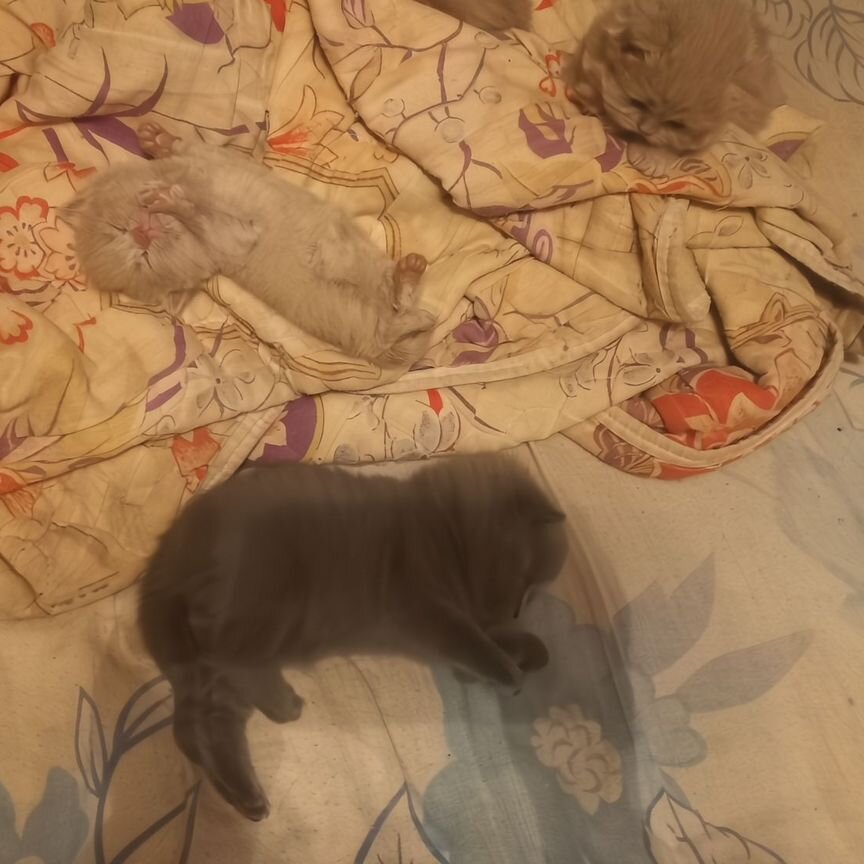 Британский короткошёрстный котёнок