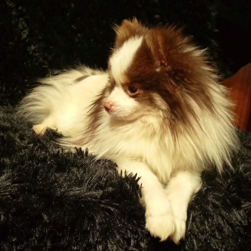 Померанский шпиц мини