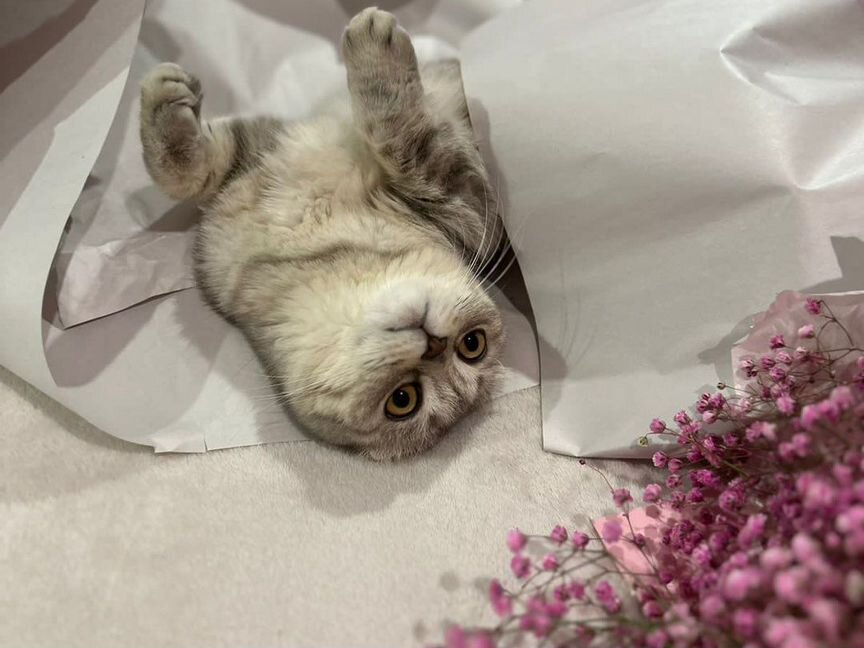 Шотландская вислоухая кошка