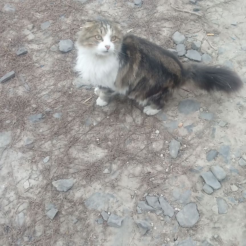 Кот