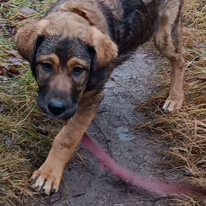 Щенок Байкал