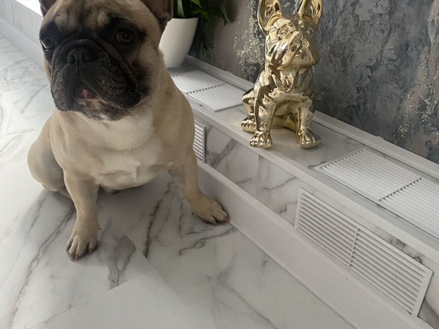 Французский бульдог ищет невесту