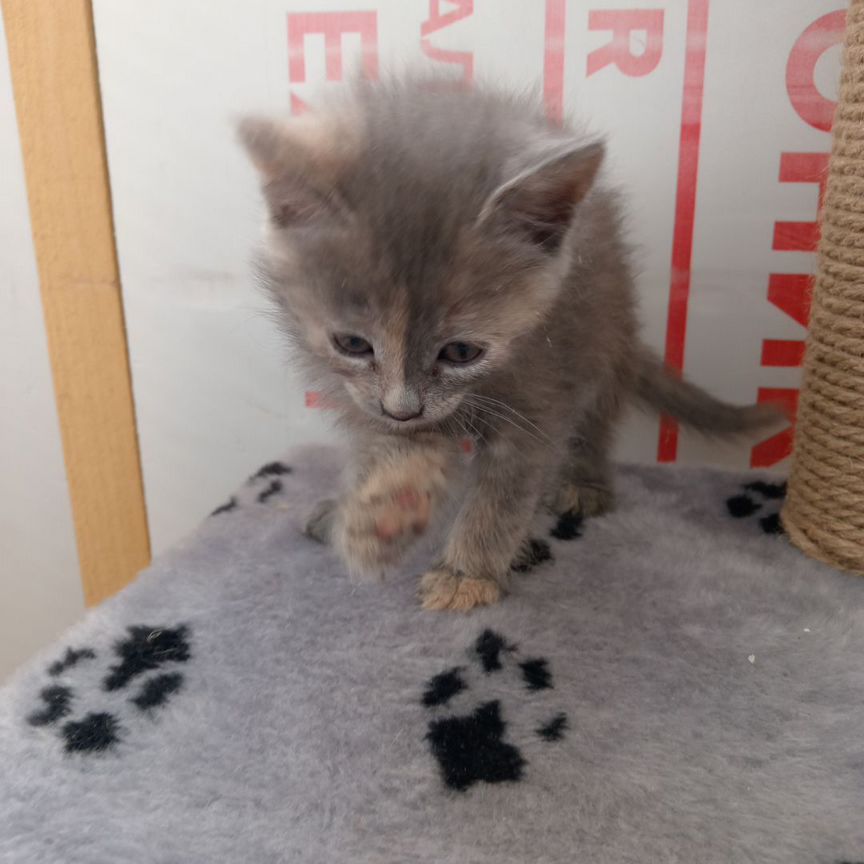 Отдадим 2 котиков и 1 кошечка