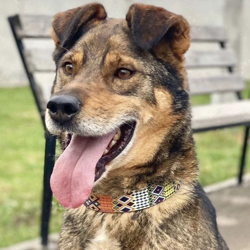 Взрослый пёс в добрые руки