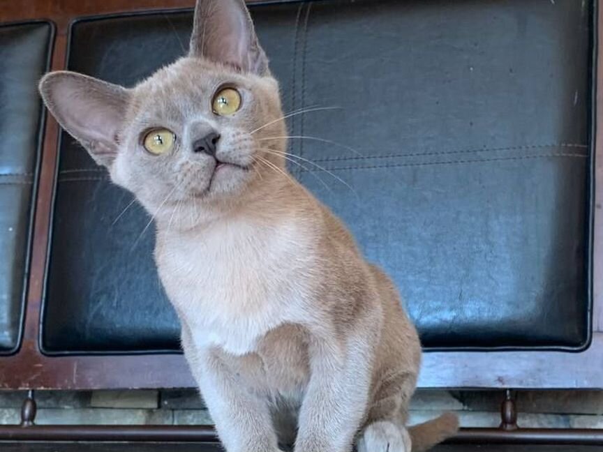 Бурманская кошка