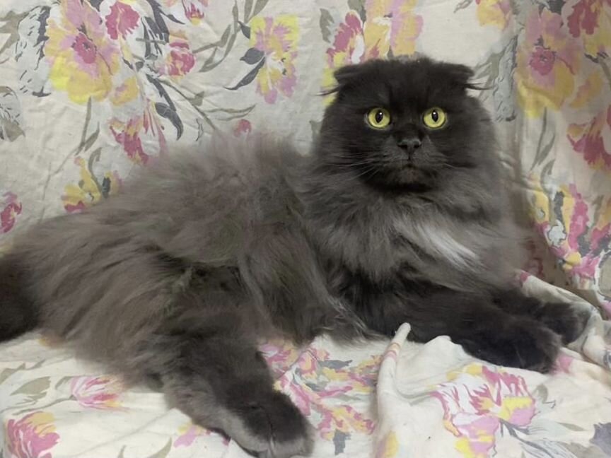 Кошки