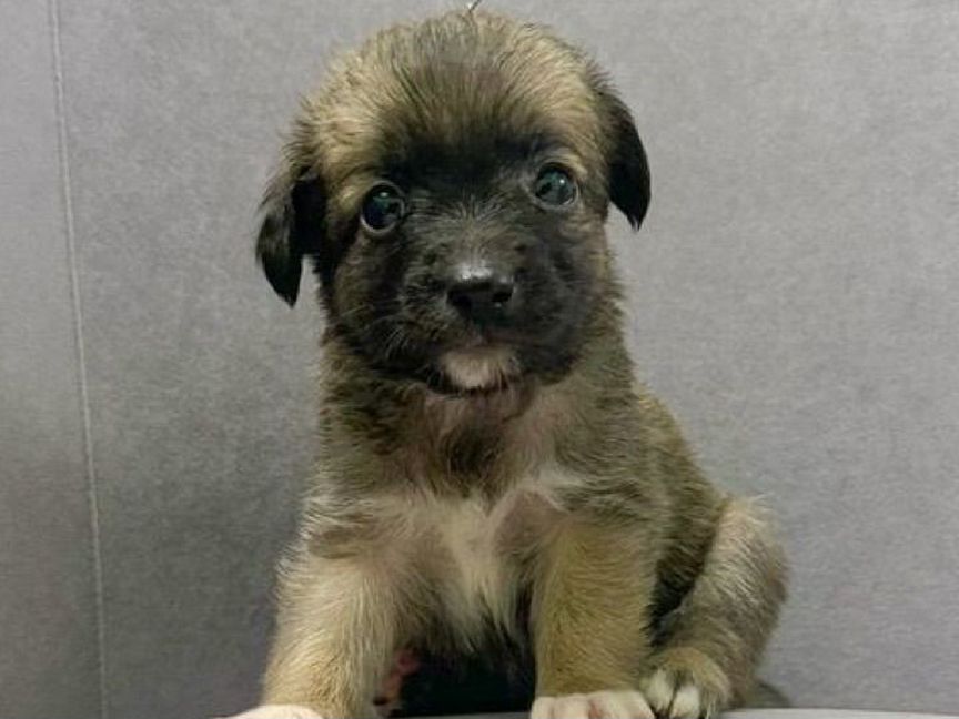 Щенок 1 месяц бесплатно